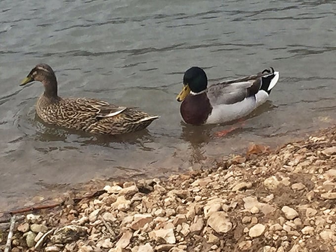 Even the local mallards know they've got waterfront property worth bragging about. "Location, location, location," says the drake.