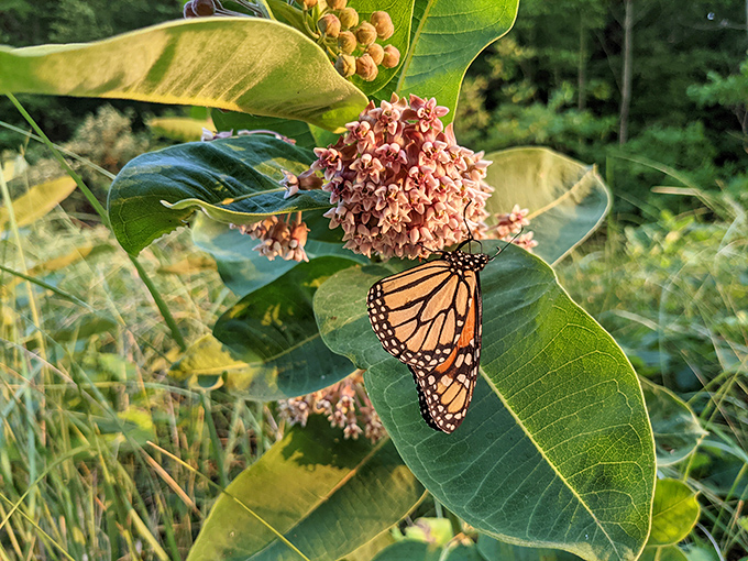 In the butterfly real estate market, milkweed blooms are premium lakefront property. This monarch clearly has excellent taste in vacation spots.
