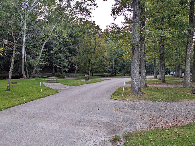 Spacious campsites offer privacy and tranquility, perfect for families who actually want to talk to each other.