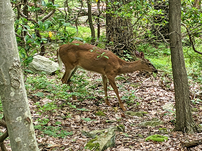 Dinner on the go! This white-tailed deer doesn't know it's being photographed while sampling the local forest-to-mouth cuisine.