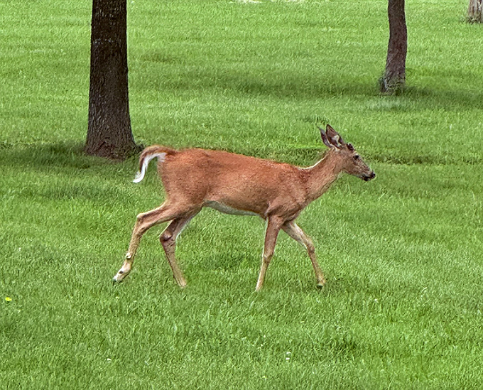 Urban wildlife that doesn't ask for handouts. This elegant deer reminds us we're merely visitors in a home that existed long before Philadelphia's first cobblestone.