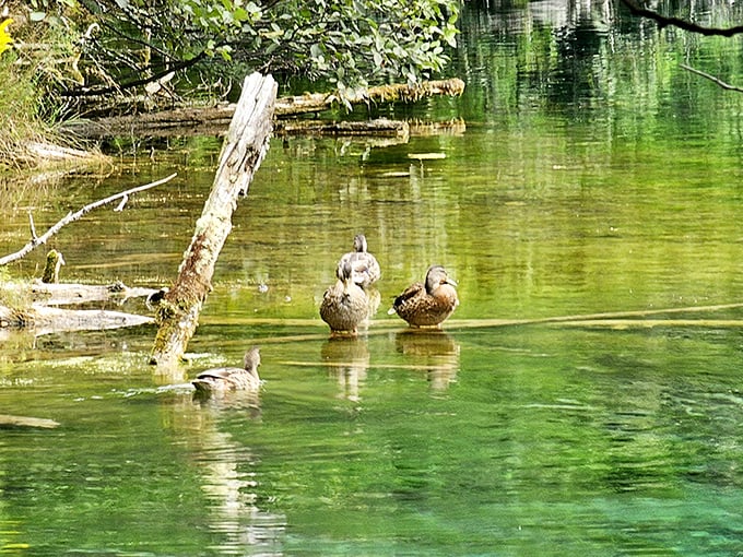 Even the ducks know they've got prime real estate. These feathered residents enjoy the spring's pristine waters year-round. 