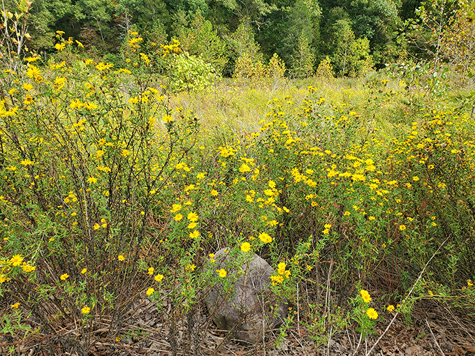 Golden wildflowers paint the landscape in sunshine hues, proving that Mother Nature was the original Instagram influencer.