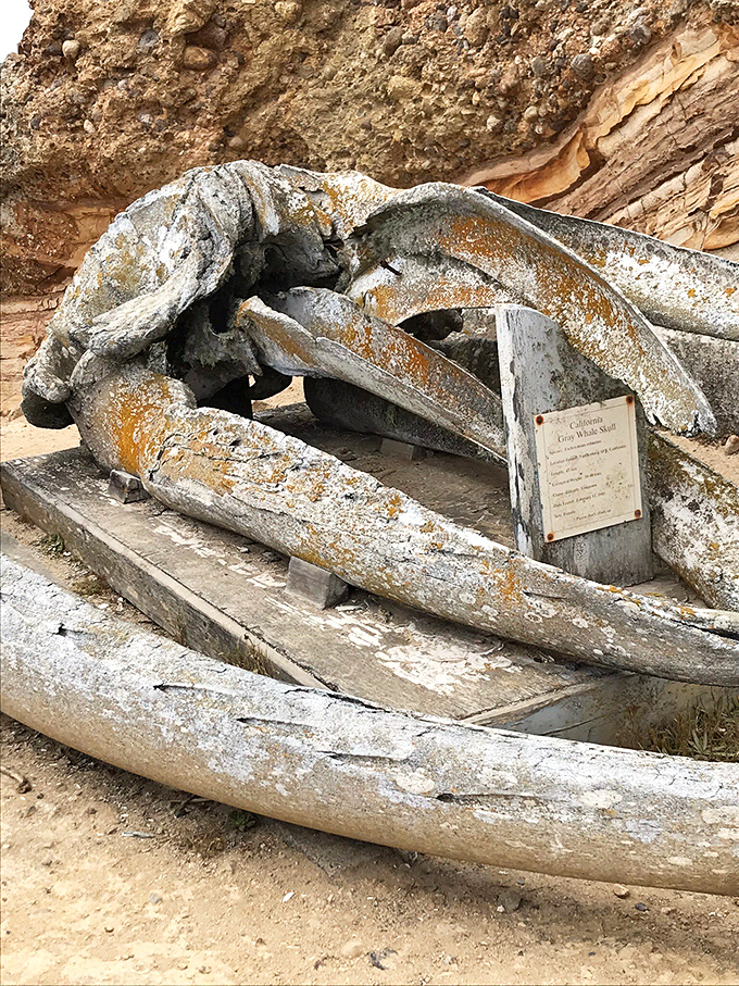 Whale bones tell silent stories of ocean giants, their massive remains a humbling reminder of what swims beneath those seemingly peaceful waters.
