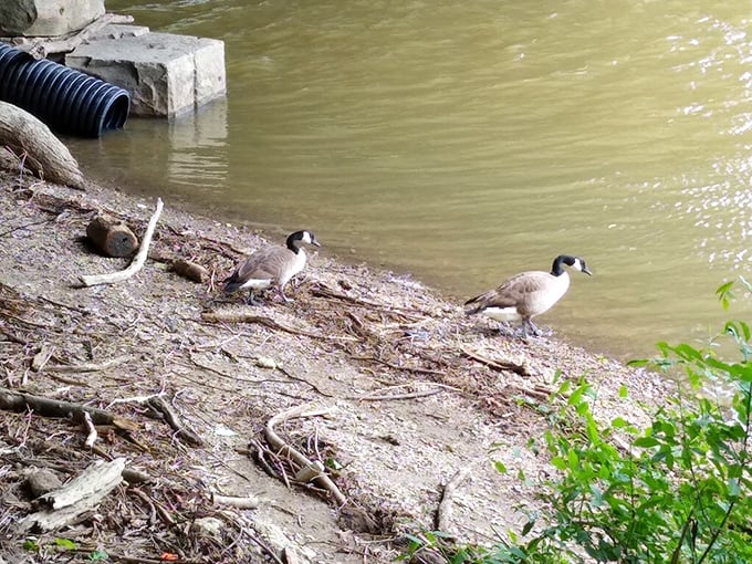 Even the local wildlife appreciates waterfront property! These Canada geese have found prime real estate along Hayden Run, nature's version of lakeside living.