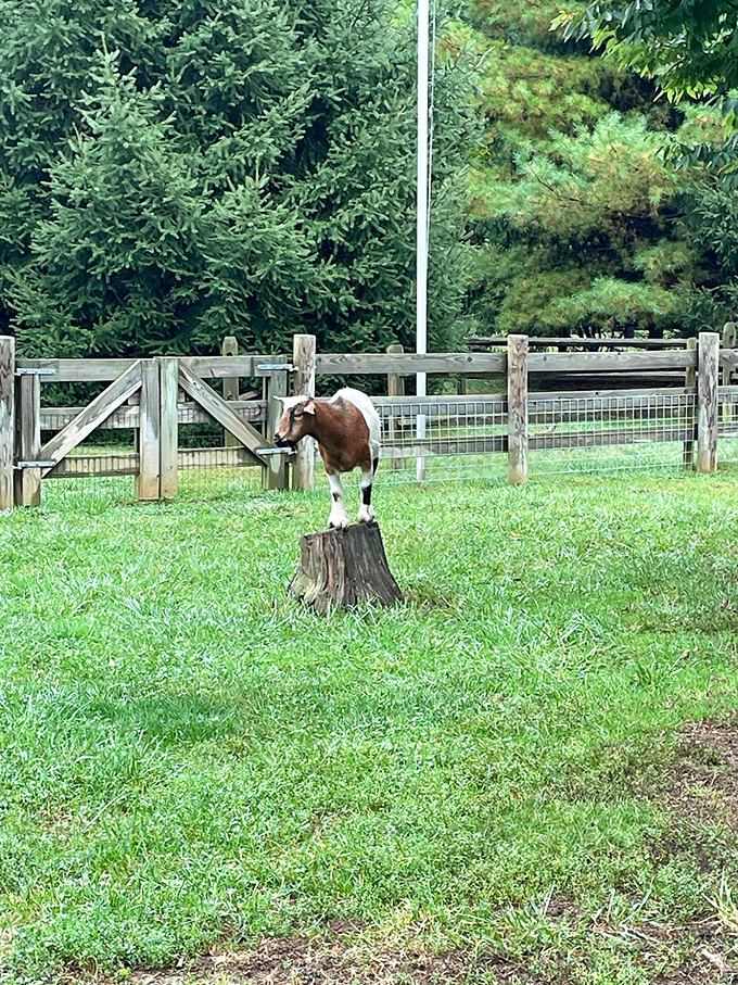 "Excuse me, do you have a moment to talk about goat yoga?" One of the charming residents enjoying life at Indian Echo Caverns.