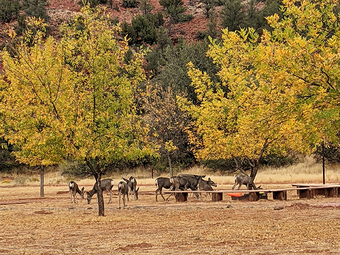 Dinner party at Red Rock! These deer didn't get the memo about social distancing, gathering beneath autumn gold trees for their daily gossip session.