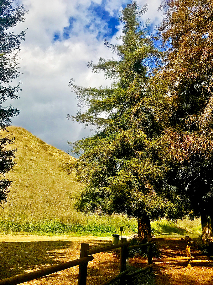 Where worlds collide &ndash; golden California hills meet emerald forest. The contrast is as striking as finding a snowman in the desert.