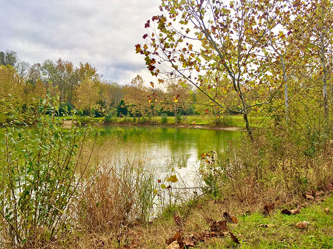 Autumn's palette reflected in still waters. This hidden pond captures the season's golden hues like a living Monet painting.