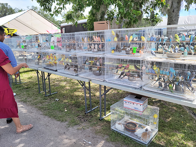 The avian section brings a symphony of chirps and tweets. These feathered residents create their own soundtrack for market shoppers browsing nearby.