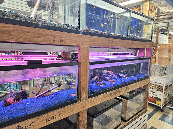 Aquatic wonderland with purple mood lighting. Fish shopping becomes an unexpected zen experience amid the market's cheerful chaos.