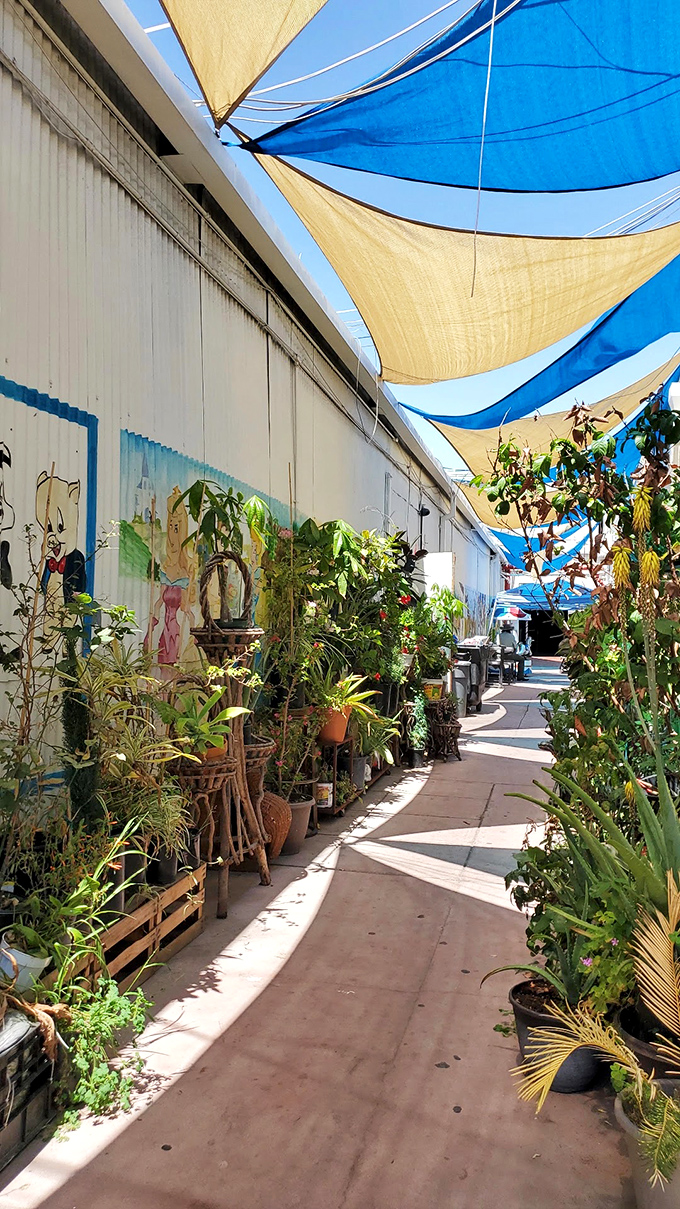 A verdant oasis amid concrete and commerce. These plant vendors create a tropical respite where garden dreams take root without premium nursery prices.