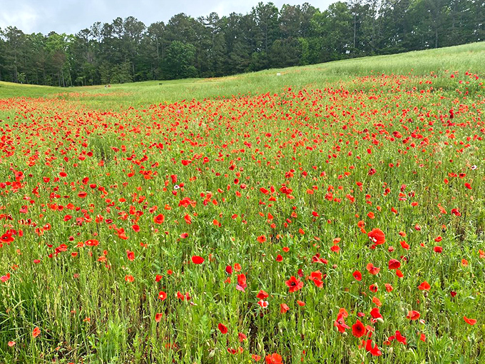 A sea of crimson poppies dances in the Georgia breeze. Dorothy from Oz would feel right at home in this magical meadow.