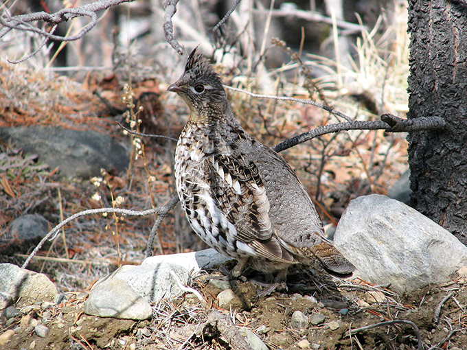The state bird taking a breather. Pennsylvania's ruffed grouse blends remarkably well with the forest floor, a master of subtle camouflage.