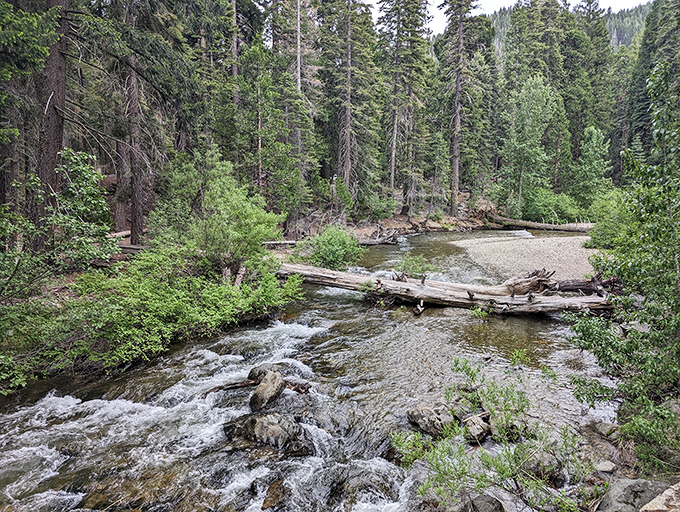 Nature's original white noise machine. This crystal-clear stream provides the soundtrack that expensive sound machines try desperately to replicate.