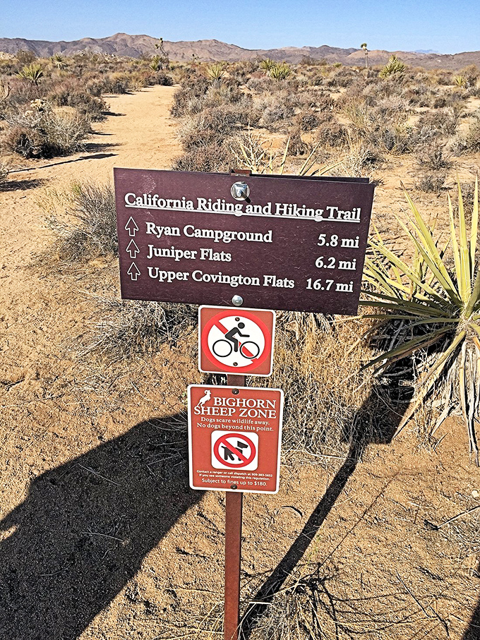 Choose your own adventure! This sign might as well read "Bighorn Sheep Territory: They Live Here, You're Just Visiting."