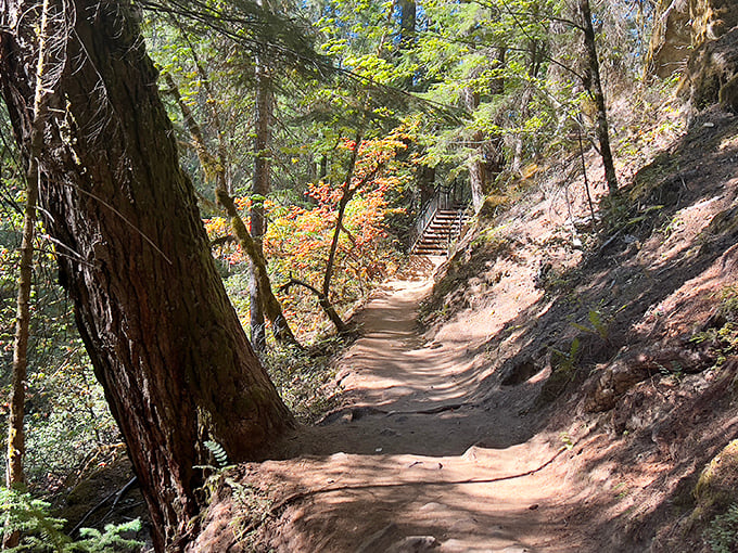 The trail to Toketee whispers promises with every bend. Nature's red carpet, minus the paparazzi, leading to the main event.