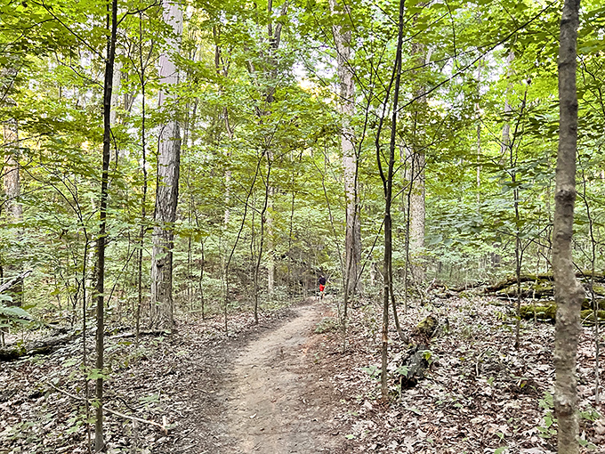 The path less traveled sometimes leads to the best discoveries. This woodland trail promises adventure with every bend. 