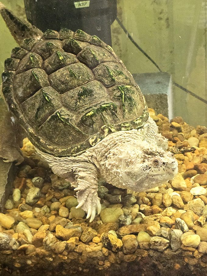Ancient wisdom in a shell. This alligator snapping turtle looks like it's seen everything in the Everglades&mdash;including, perhaps, a certain smelly bipedal creature.