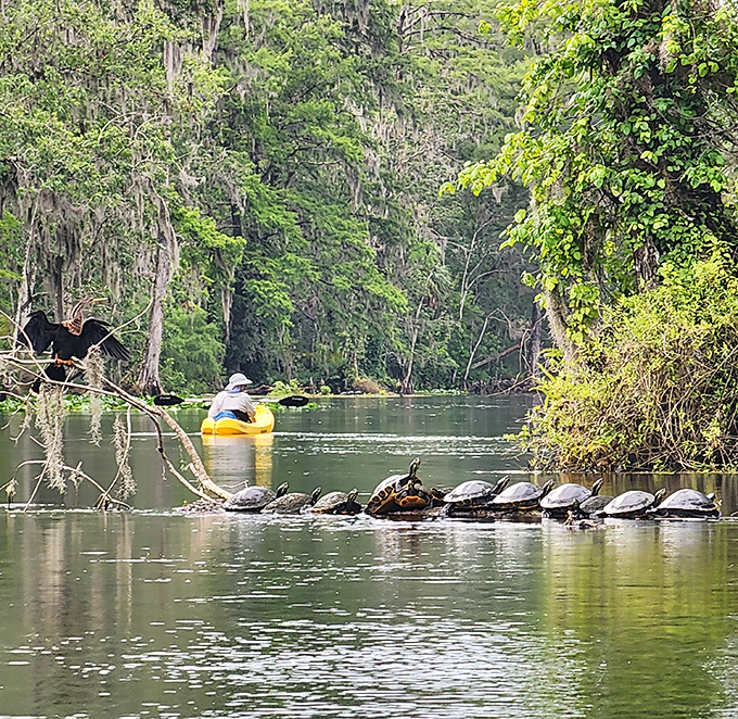 Nature's ultimate sunbathing club &ndash; these turtles have perfected the art of relaxation in a way that puts resort loungers to shame.