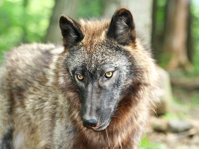 One of the wildlife park's residents gives his best "I'm ready for my close-up" look. Those eyes have seen things your house cat can only dream about.