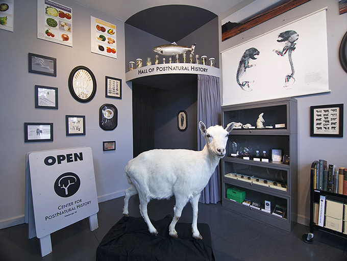 Meet the residents of the Center for PostNatural History, where humans have left their mark on nature. This goat has stories to tell!