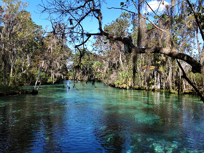 Crystal River's spring waters shimmer with an otherworldly blue that seems too perfect to be natural.
