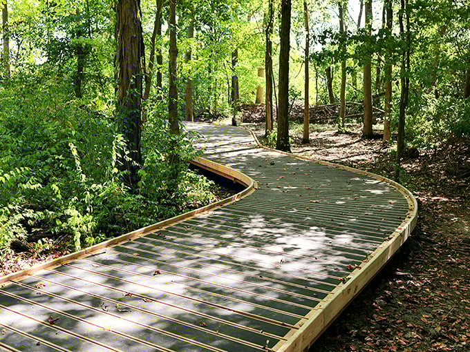 A boardwalk that meanders through the woods like it's trying to avoid disturbing Mother Nature's living room. Dappled sunlight included at no extra charge.