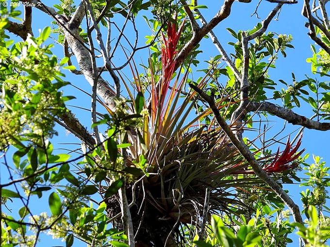 Nature's apartment complexes! These air plants have figured out the ultimate hack&mdash;living rent-free with stunning views and no utility bills. 
