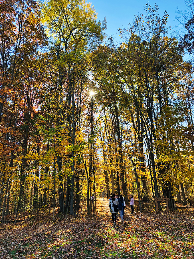 Fall's golden hour transforms ordinary trails into pathways of pure magic. These hikers know the secret: the best views aren't on any social media feed.