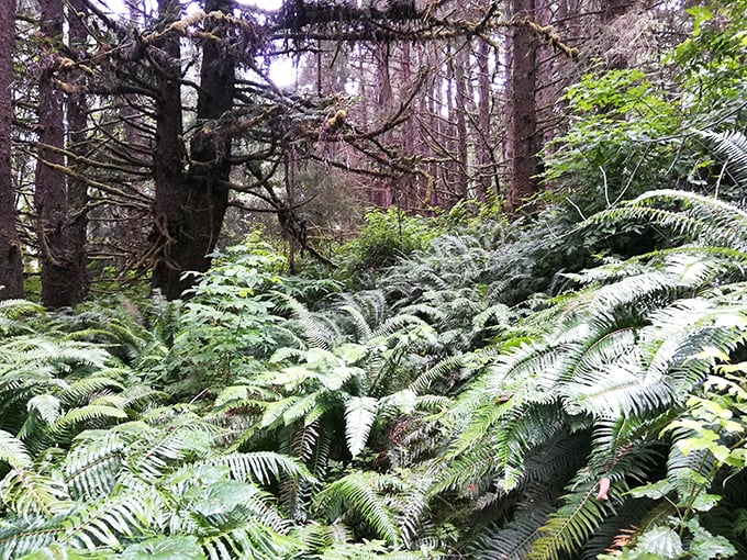 A sea of sword ferns blankets the forest floor like a plush green carpet rolled out for woodland royalty.