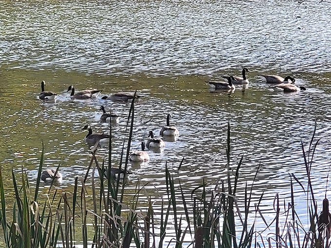 A gaggle of geese glides across the water like nature's own synchronized swimming team, completely unaware they're the day's entertainment.