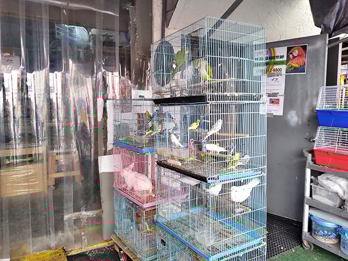 Feathered residents chirp their sales pitches from stacked cages. These colorful birds offer free entertainment while you contemplate bringing one home.
