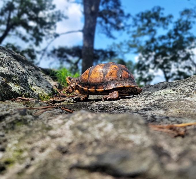 "Excuse me, I live here." A determined box turtle demonstrates that the best views at Pinnacle are worth the slow and steady approach.