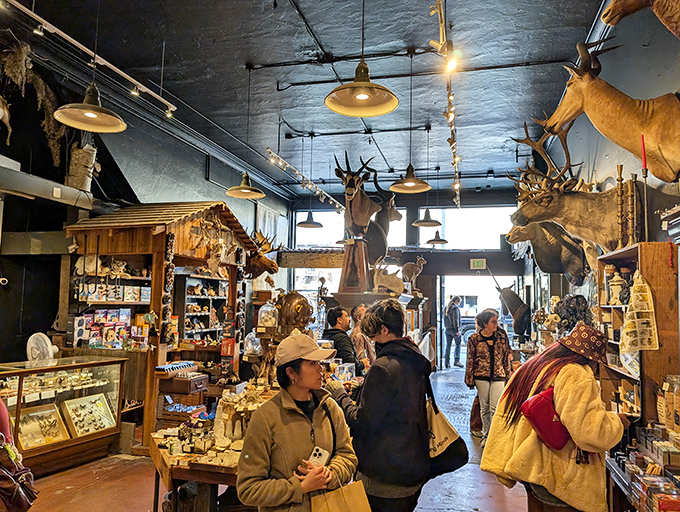 Where shoppers become explorers in a forest of taxidermy and treasures. The store's layout encourages discovery, with surprises lurking around every corner.