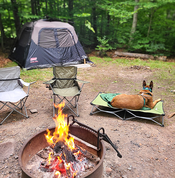 Camping nirvana achieved: tent, chairs, fire, and even a four-legged friend enjoying the simple luxury of outdoor living.