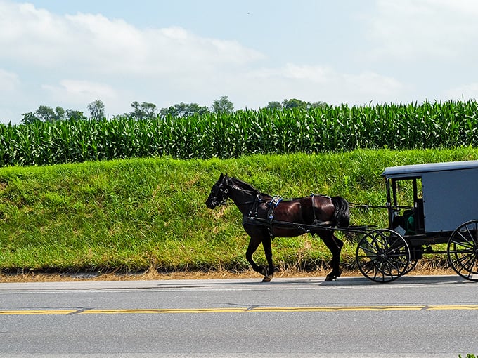 Cornfields stretching to the horizon create the perfect backdrop for an Amish buggy journey. No GPS needed on these familiar roads.