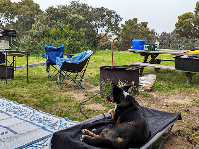 Dog days of summer done right. When even your four-legged friend knows this campsite beats any five-star resort.