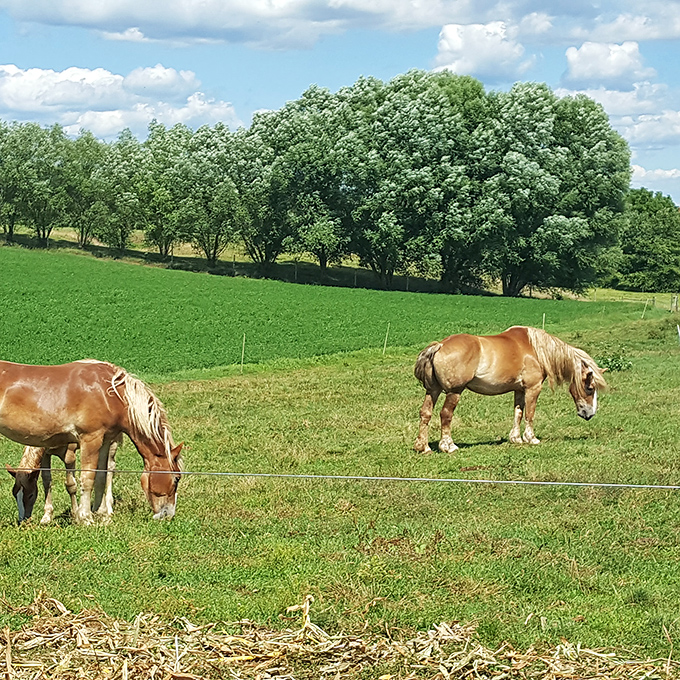 These magnificent draft horses take a well-deserved break &ndash; the gentle giants who power Amish farms provide a reminder of our connection to the land.