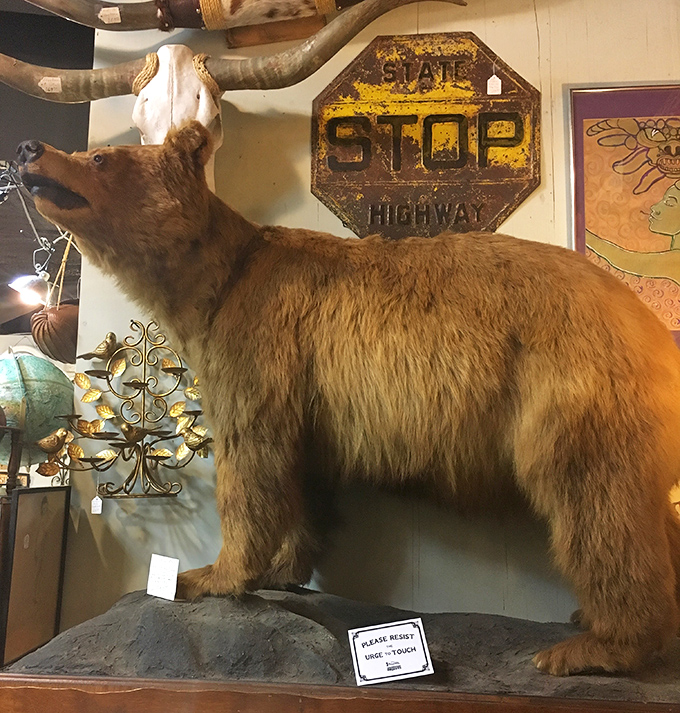 The gentle giant of the taxidermy world stands guard over vintage treasures. That "Please Don't Touch" sign is probably a good idea.