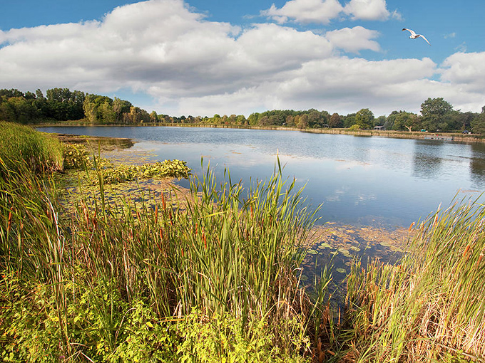 Hopkins Lake offers that perfect mirror-like surface where clouds come to admire themselves, framed by cattails and the occasional passing gull.