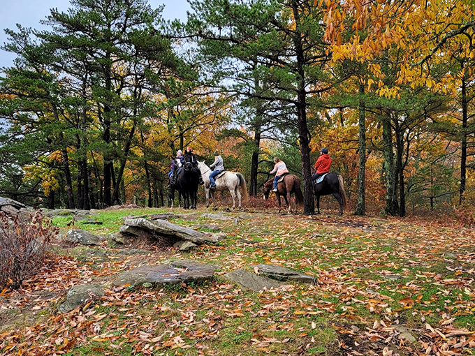 Fall foliage creates the perfect backdrop for trail adventures. The rustling leaves and clip-clop of hooves provide nature's soundtrack.