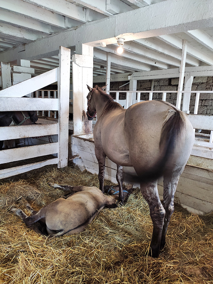 A quiet moment between mare and foal reminds us that some bonds transcend species and centuries&mdash;no Instagram filter needed.
