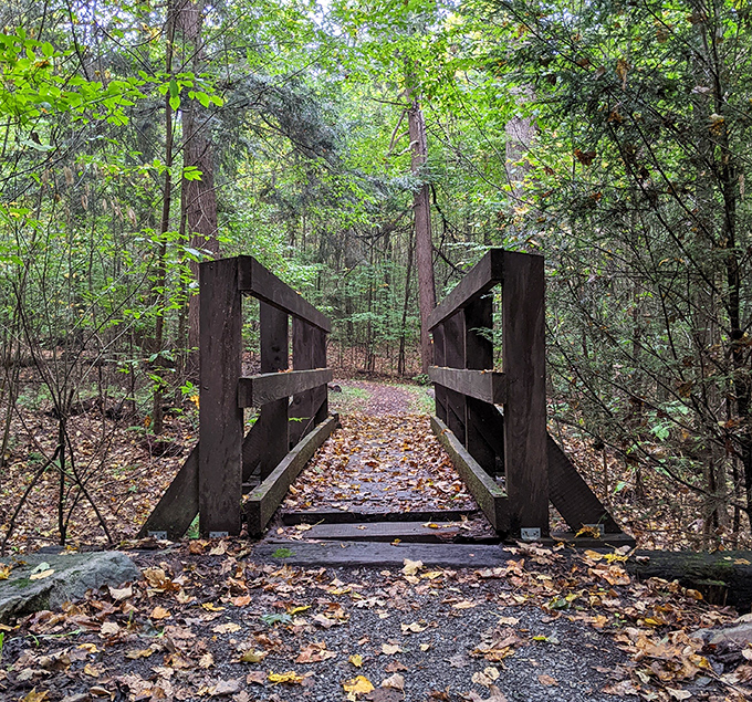 Nature's cathedral awaits. This simple wooden bridge invites hikers into a forest sanctuary where autumn leaves create a natural carpet.