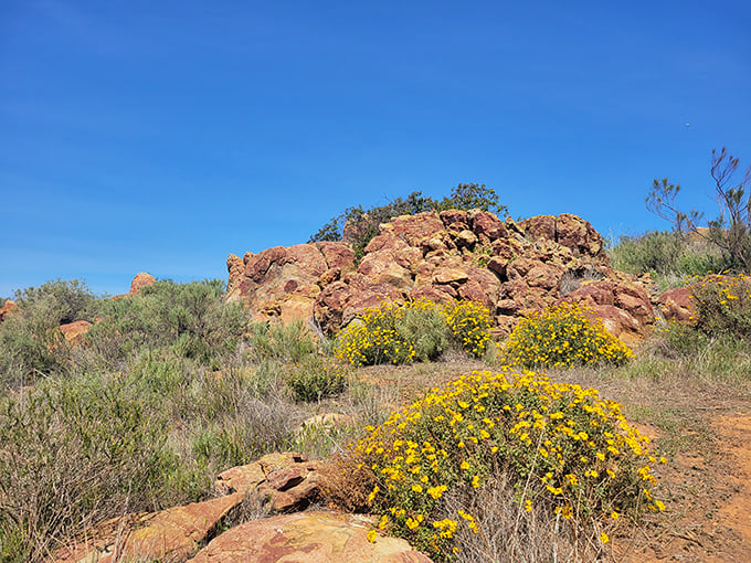 Desert meets coastal flora in spectacular fashion along Chula Vista's hiking trails, where spring wildflowers create nature's own Instagram filter.