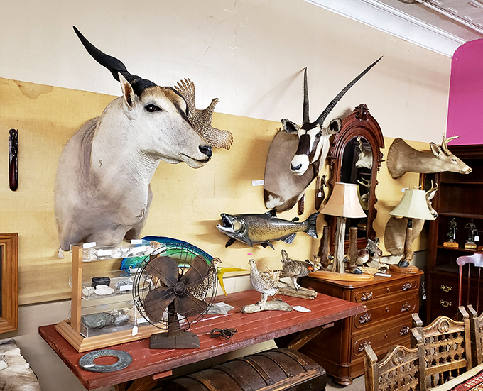 The taxidermy section&mdash;where conversations with dinner guests might start with "Yes, he's always watching us" and end with fascinating wildlife stories.