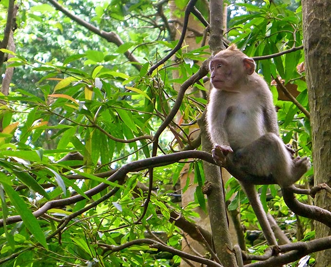 Perched with the poise of a philosopher, this monkey contemplates life's big questions &ndash; mainly, "where's the next snack coming from?"