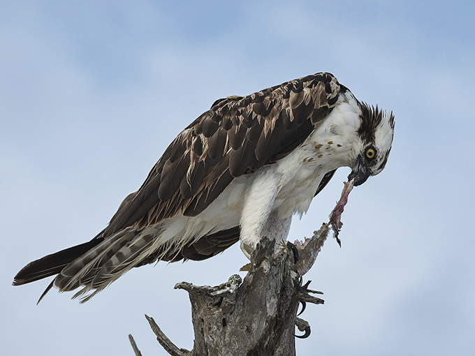 Nature's most dramatic fisherman caught mid-snack. This osprey didn't need a fancy lure or fishing app to score dinner.