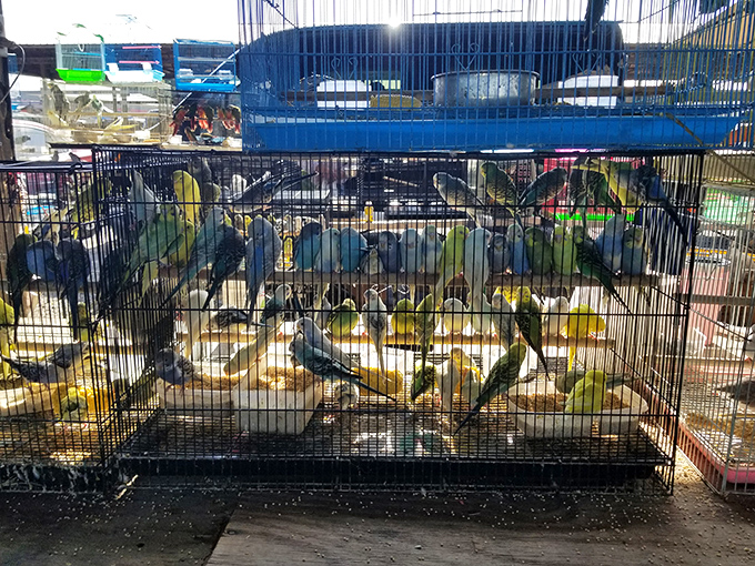 A symphony of colorful birds creates nature's soundtrack in this corner of the market. Feathered friends await new homes.