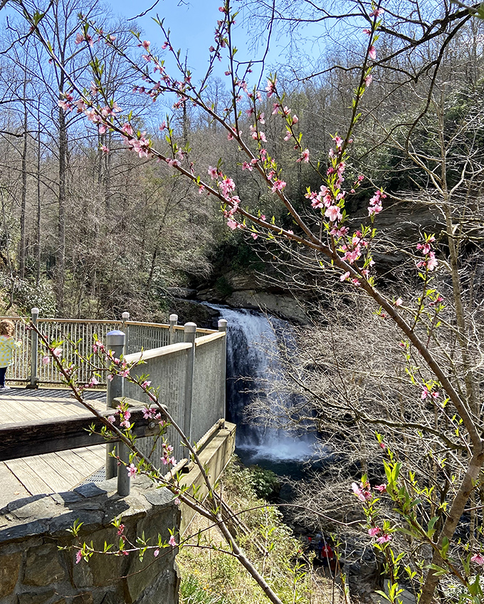 Spring announces itself with pink exclamation points, as if the falls weren't already showing off enough natural beauty.
